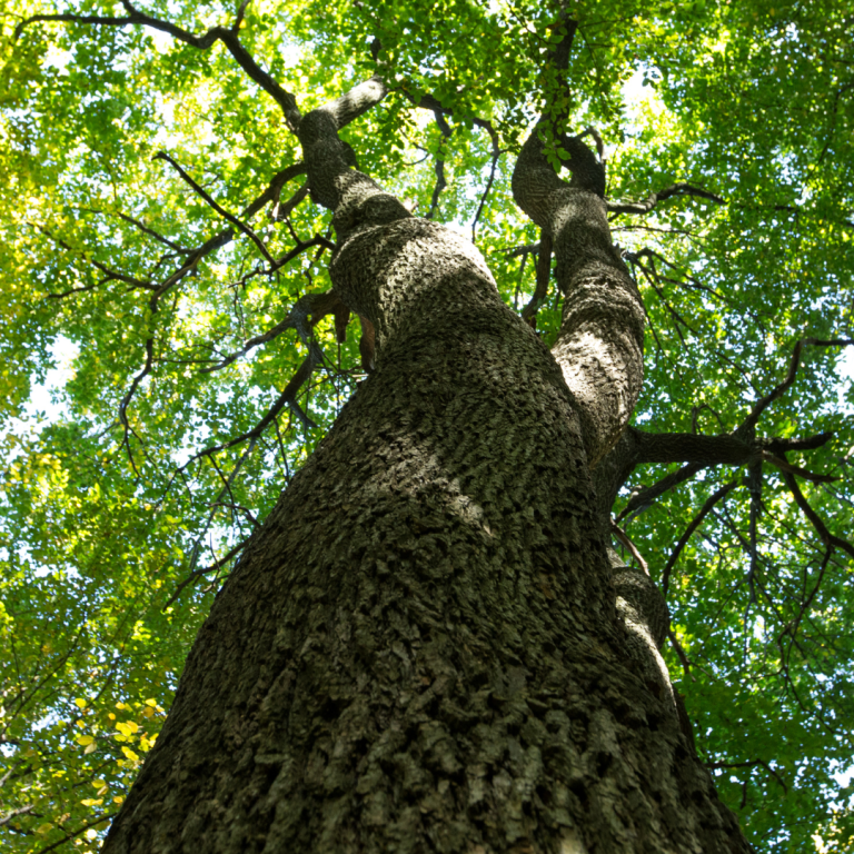 Why Trees Are So Important?