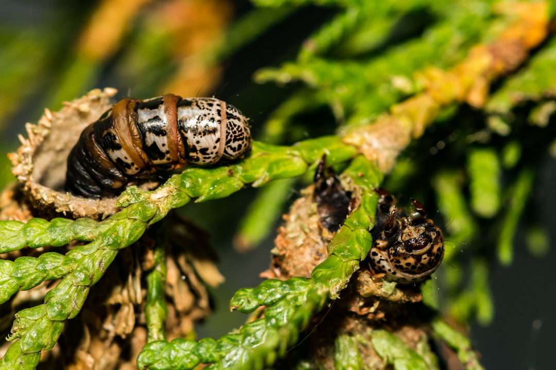 Bagworms: What You Need To Know | Lawn & Sprinkler Guys